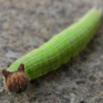 Kitty Cat (more) | Hello Kitty Hell